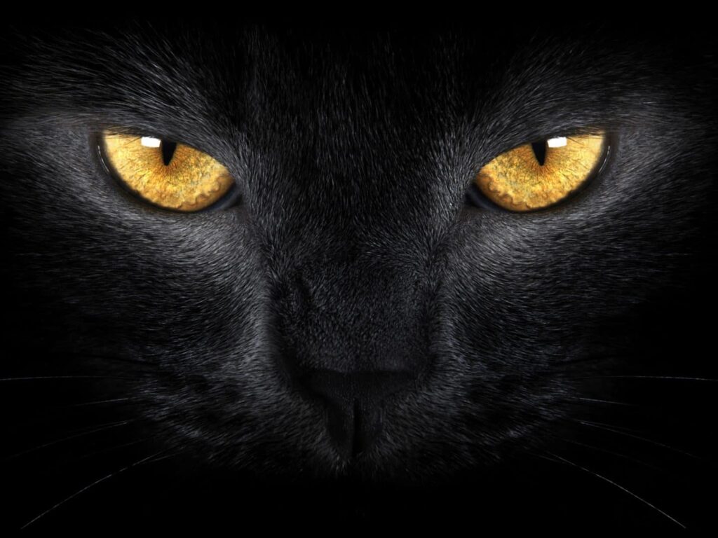 El mundo de las supersticiones: de dónde vienen y por qué creemos en ...