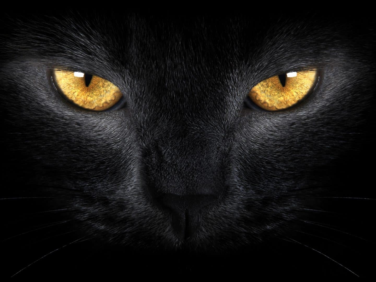 The World of Superstitions: Where They Came From and Why We Believe ...